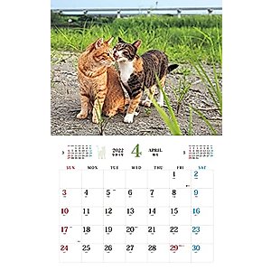 そとねこ (インプレスカレンダー2022)
