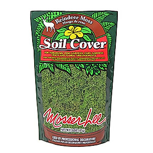 Mosser Lee ML3010 Green Reindeer Moss, 3 ounce