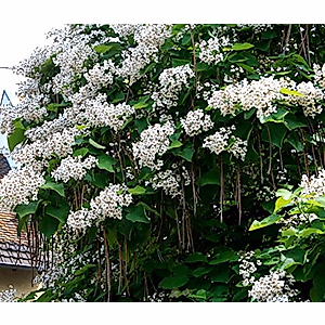 Indian Bean Tee Southern Cigar Tree Catawba Tree Catalpa Bignonioides 10 Seeds