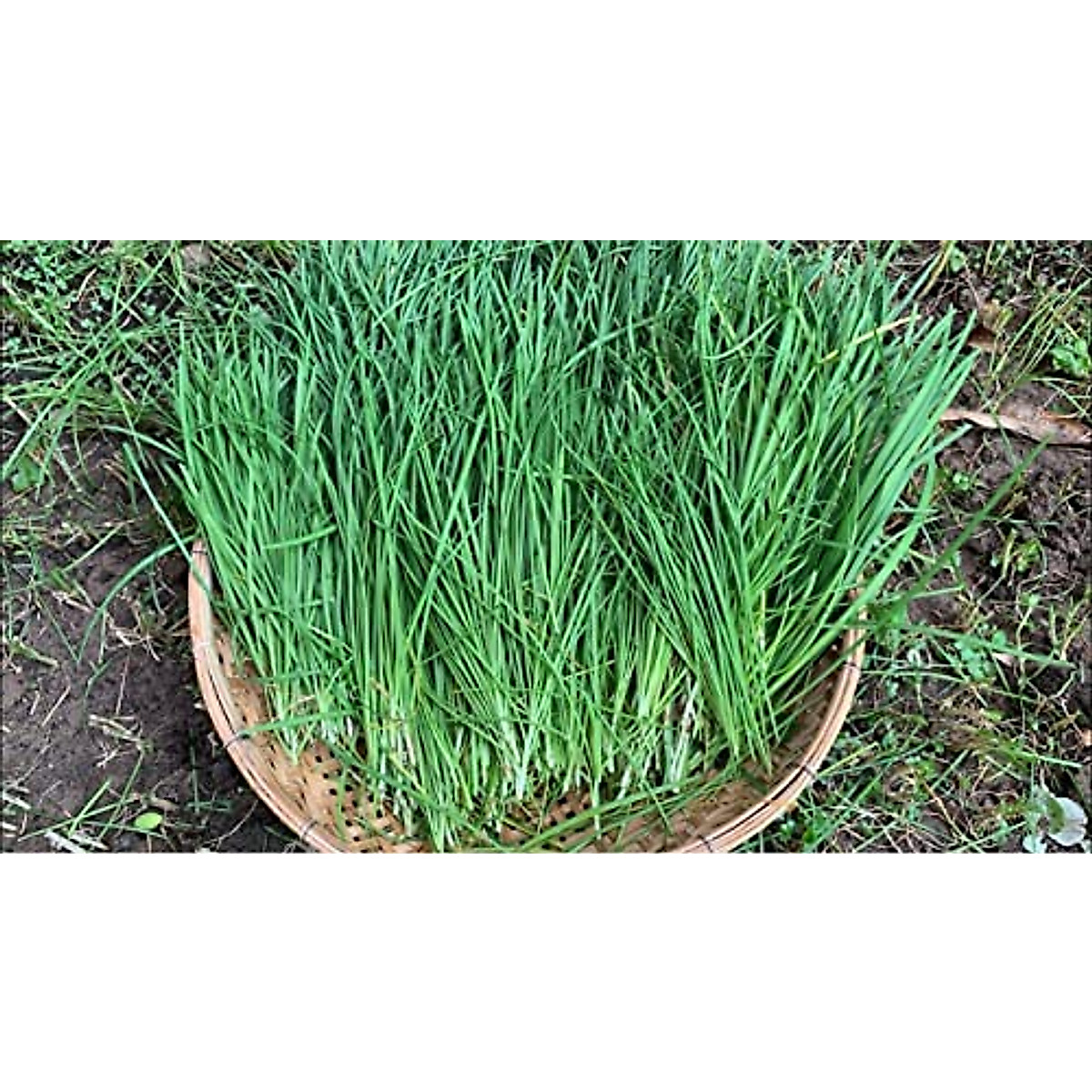 Chinese Leek Seeds for Planting(500 Seeds)