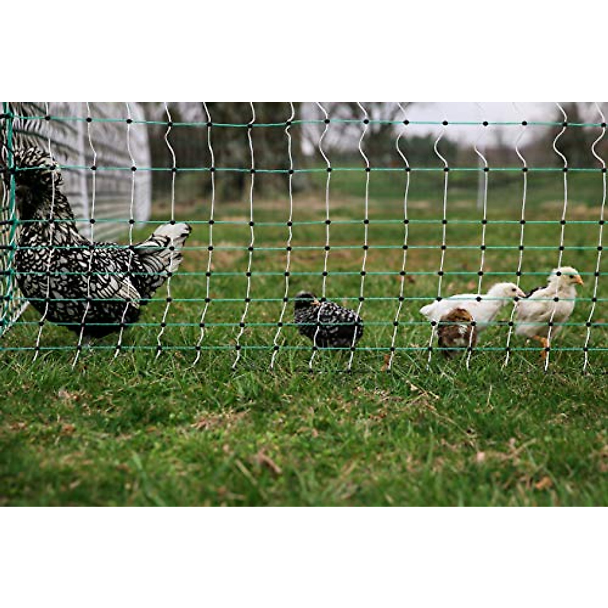 RentACoop Poultry Netting Electric Fence - Electric Poultry Enclosure for Chickens, Ducks, Turkeys - Suitable for 4 Week Old Chickens/Older and Adult Poultry - Energizer Not Included - 168' L x 48" H