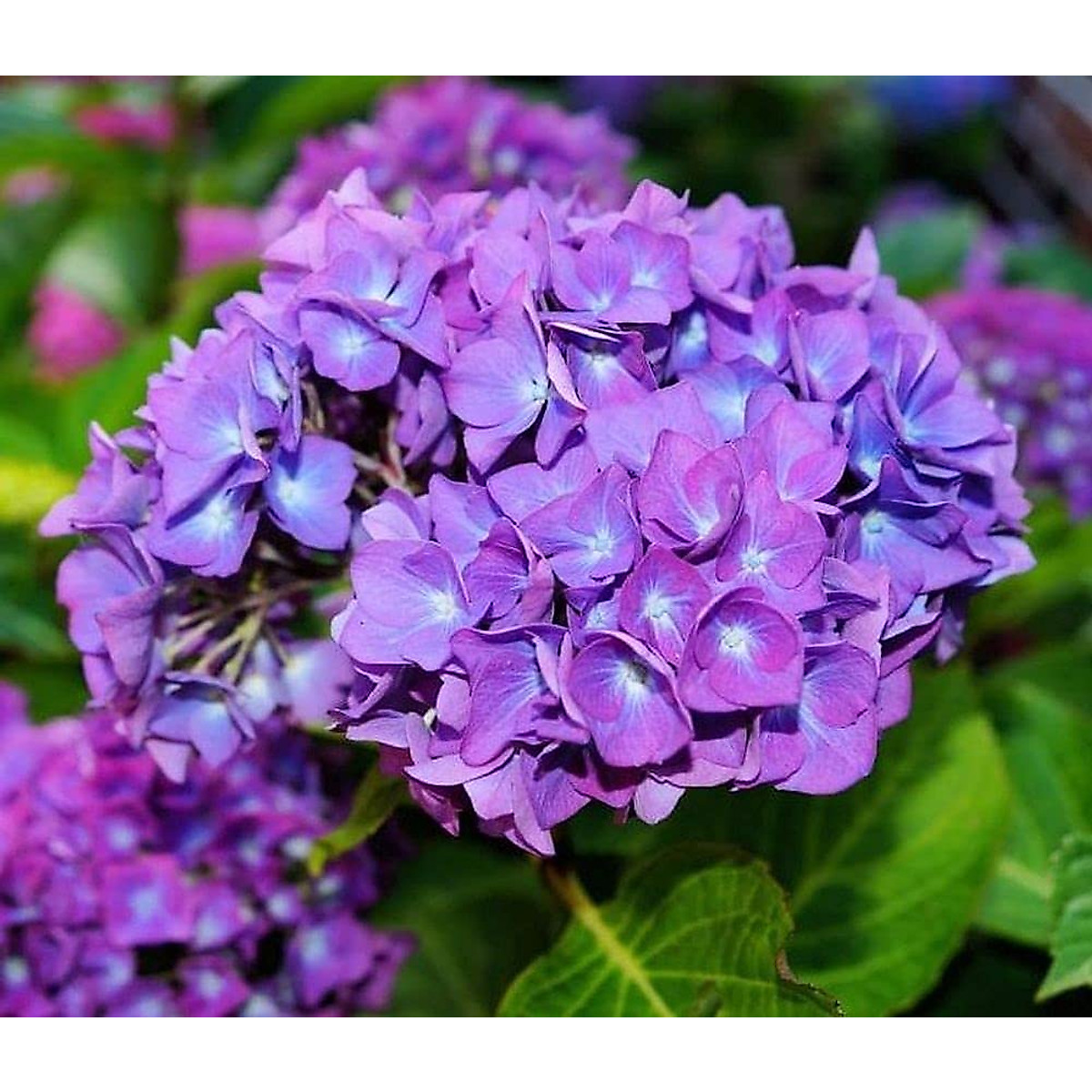 10 Pcs Mixed Color Multicolor Hydrangea Macrophylla Seed Bonsai Flower Plant Wedding Seeds