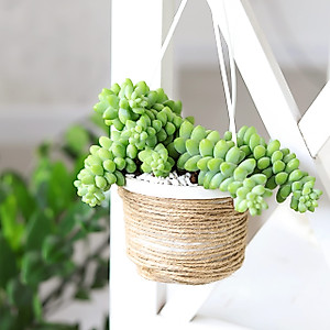 Sedum Burrito Donkey's Tail Succulent (2 inch) | Live Healthy Unique Hanging Succulents for Home Office Decoration