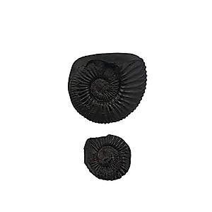 numeroastro Natural & Original Shaligram Stone | Shila (Laxmi Narayan Ji) (AAA Quality) from Gandaki River Nepal (1 Set)