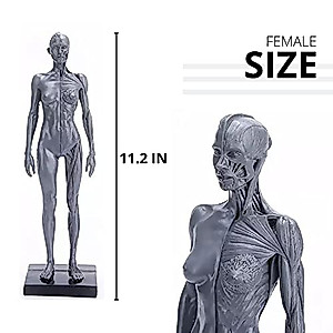 Male&Female Human Anatomy Figure Ecorche and Skin Model Lab Supplies, Anatomical Reference for Artists (Gray)