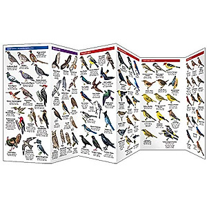 Oregon Birds: A Folding Pocket Guide to Familiar Species (Nature Observation North America)