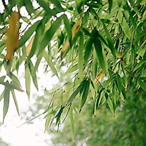 CraftCurl Bamboo Rice Steamer serving Basket kratip Container Handmade Kitchen Decor Design with stand- Handwoven use for steam Sticky Rice in Thai Thailand Laos (Medium 6 inches)