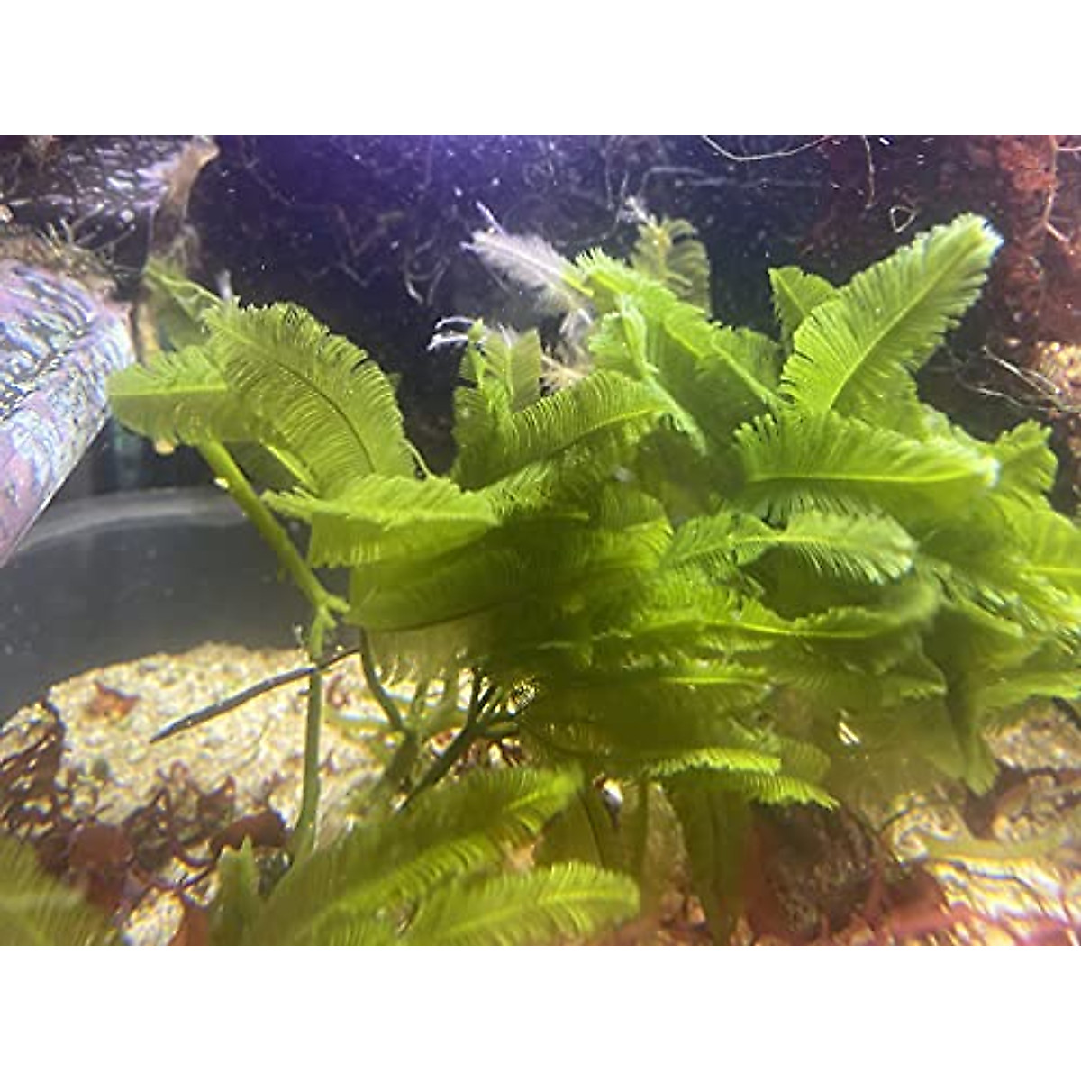 Live Saltwater Plant 5-7 inches Caulerpa Palm Tree Macroalgae Live Marine Plant Coral Reef Refugium Sump Display