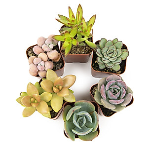 Altman Plants, Live Succulents Plants Live Houseplants (6PK), Succulents Live Plants Live House Plants Indoors Live, Live Cactus Plants Live Cacti Succulent Plants Live Indoor Plants Live Houseplants