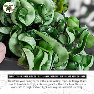 California Tropicals Live Hindu Rope Hoya Carnosa - Unique Indoor House Plant Gift Idea for Home Decor, Potted in a 4" Inch Pot Perfect for Beginners, Patio, Living Room, Office & Outdoor Gardening