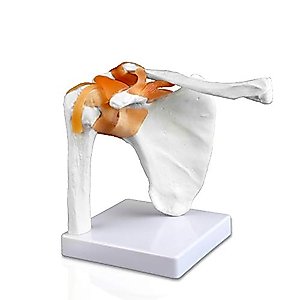 Vision Scientific VAJ227 Classic Functional Shoulder Joint Model, Articulated with Flexible Ligaments. Features Clavicle, Humerus and Scapula