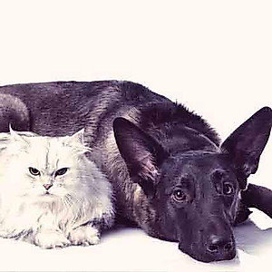 I LOVE MY PETS LLC cat Healthy Skin - PET Healthy Hair and Coat - for Dogs and Cats - Premium Formula - Vitamin e for Cats - 3 Bottles (180 Treats)