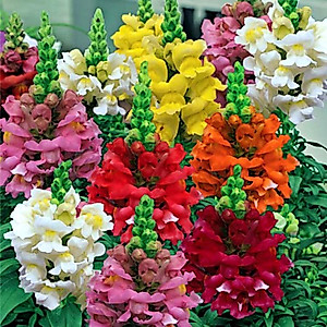 Multicolor Tall Snapdragon Seed Mix 1000+ Seeds for Planting Non-GMO