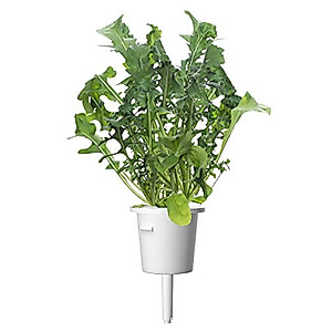 Click and Grow Smart Garden Arugula Plant Pods, 3-Pack