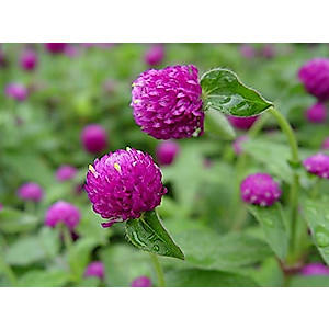100+ Mix Globe Amaranth Gomfrena Pompom Flower Annual Outdoor Beautiful Garden