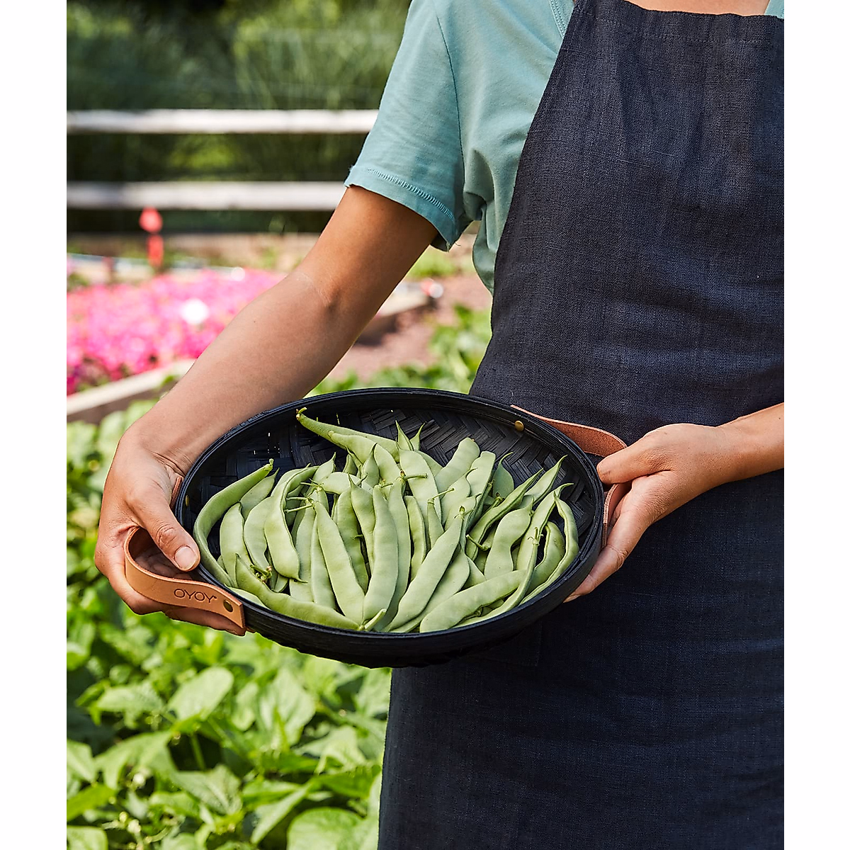 Burpee Early Italian Bush Bean Seeds 2 ounces of seed