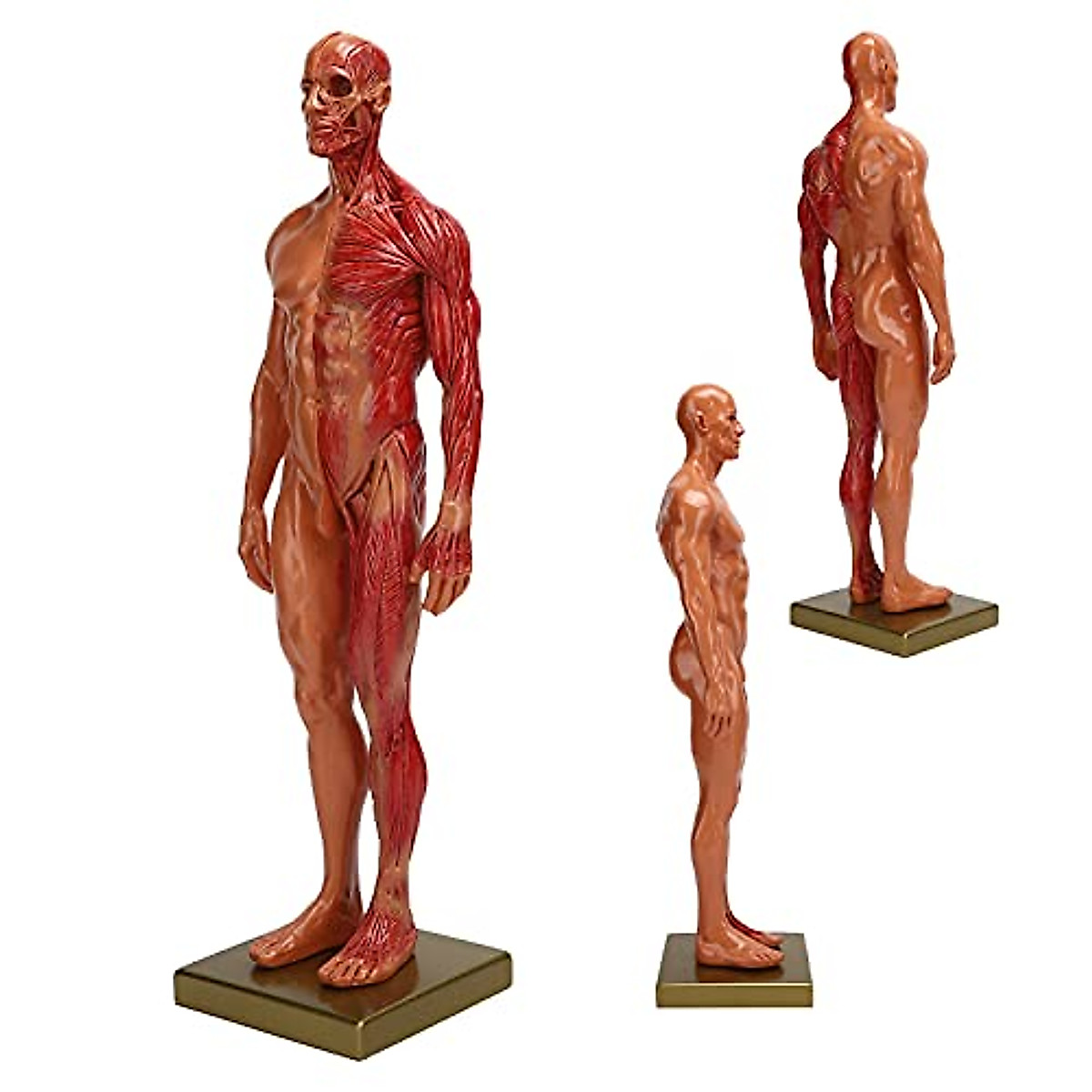 YUYTE Miniature Muscular System Model, 11.8 ” Human Muscles Anatomy Model Displaying Anatomical Model, Resin, Show Surface Muscles and Body Structure, Fitness Enthusiast