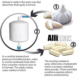 ALLIMAX 180mg 90 Capsules. Allicin Garlic Supplement to Support Your Body’s Immune Function. Contains Stabilized and Potent Bioactive Allicin, Extracted from Clean & Sustainable Spanish Grown Garlic.
