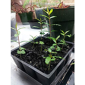 1056-Pomegranate Dwarf (Punica granatum) Seeds by Robsrareandgiantseeds UPC0764425786299 Non-GMO,Organic,USA Grower,1056 Package of 10 Seeds