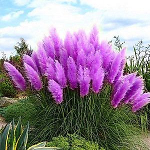 WYKsoku Bonsai Ornamental Plant Flower Seeds, 300Pcs Cortaderia Selloana Seeds Pampas Grass Home Garden Balcony Bonsai Decor - Pink Cortaderia Selloana Seeds