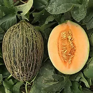 CHUXAY GARDEN Piel de Sapo Melon Seed,Christmas,Santa Claus Melon 15 Seeds Juicy Sweet Fruit Edible Melon Healthy Gardening Gifts