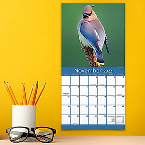 TF PUBLISHING Backyard Birds Mini Calendar 2023 | 2023 Wall Calendar 12 Month Large Grid 2023 Calendar Wall | Premium Wall Calendar 2023 Monthly | Planners + Calendars 2023 Office Calander 2023 7"x7"