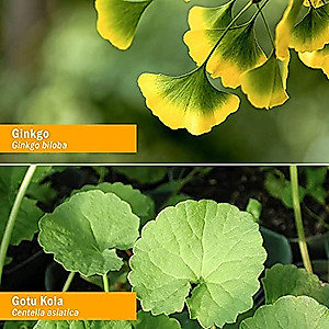 Herb Pharm Brain and Memory Liquid Herbal Formula with Ginkgo for Memory and Concentration, 4 Fl Oz