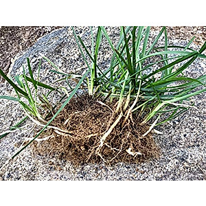 Barenbrug Turf Saver RTF Grass Seed with Yellow Jacket Seed Coating - Less Water Self-Repairing Tall Fescue Turf for Use on Sports Field, Golf Courses, Parks, Lawns, and Yard (10 LB Bag)