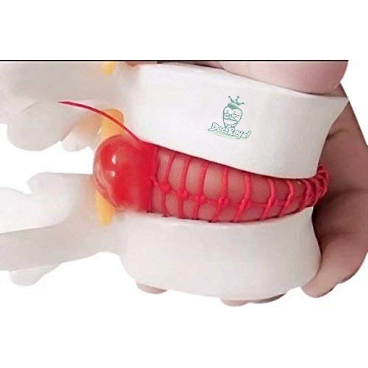 Doc.Royal Anatomical Human Lumbar Vertebrae Degenerative Lumbar Human Spine Model 1PCS