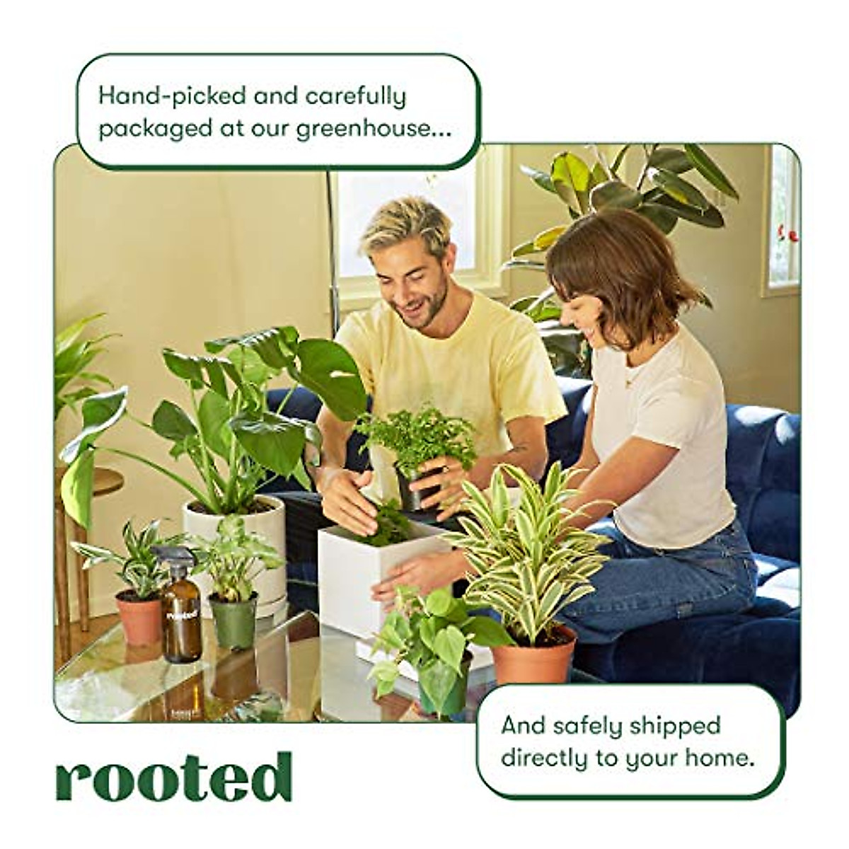 Rooted® Red Prayer Plant - Maranta Leuconeura | Live, Easy to Grow, Easy to Care, Live Indoor Houseplant, Low Maintenance Houseplant, 14 Day Guarantee (4" Pot)