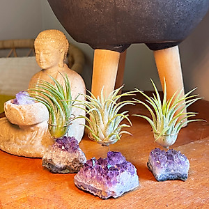 Set of 3 Small Amethyst Crystal Air Plant Holder Includes live Air Plant and Happy Birthday to You Gift Box