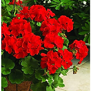 ATVADA Geranium Seeds 50Pcs for Planting Red Scented Ivy Leaf Perennial Flower Hardy Martha Washington Indoor Maverick