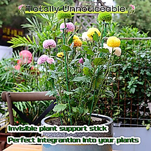 SupKing Plant Stakes,Invisible Plant Support Sticks with Rings for Indoor Outdoor Plants,16Pcs Plant Support Stakes Suitable for Potted Plant Flowers Peony Lily Rose Tomato (17"&11")