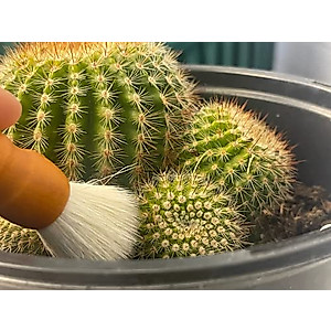 Southside Plants Cactus Cleaning Brushes Pack - Soft Goat Hair Bristles with Wooden Handle Brushes for Indoor Cactus & Succulent Plants Dusting- Gardening Cleaning Tools (7", 3.2") Sizes Pack