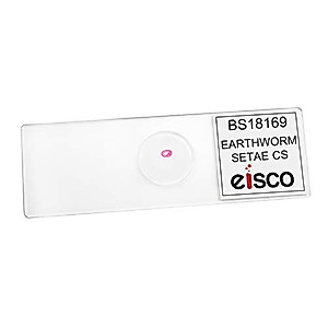 Earthworm Setae, Cross Section - Prepared Microscope Slide - 75 x 25mm - Biology & Microscopy - Eisco Labs