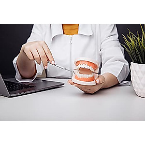 Dental Teeth Model, 2 Pack Adult Standard Typodont Demonstration Denture Model for Dental Teaching, Study, Clean Display for Kids, Education, Patient, No Wisdom Teeth