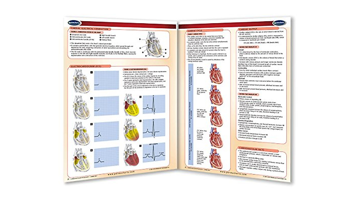 Cardiovascular Physiology Quick Reference Guide | Compact & Informative