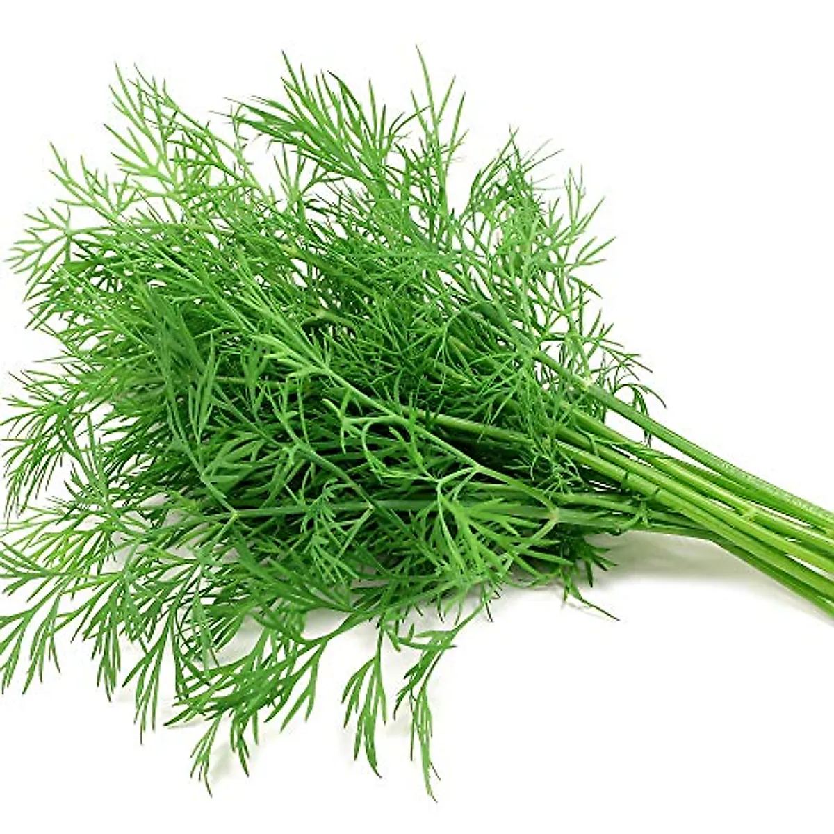 Outsidepride Anethum Graveolens Dill Herb Garden Plants for Cooking & Beneficial Insects - 1 Ounce