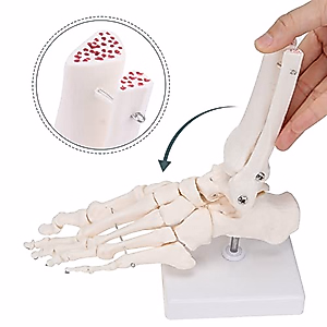 RONTEN Human Foot Skeletal Model, Life-Size Model Showing The Fibula, Tibia, Tarsus, Metatarsal and Phalanges of The Human Left Foot, Simulating Natural Motion