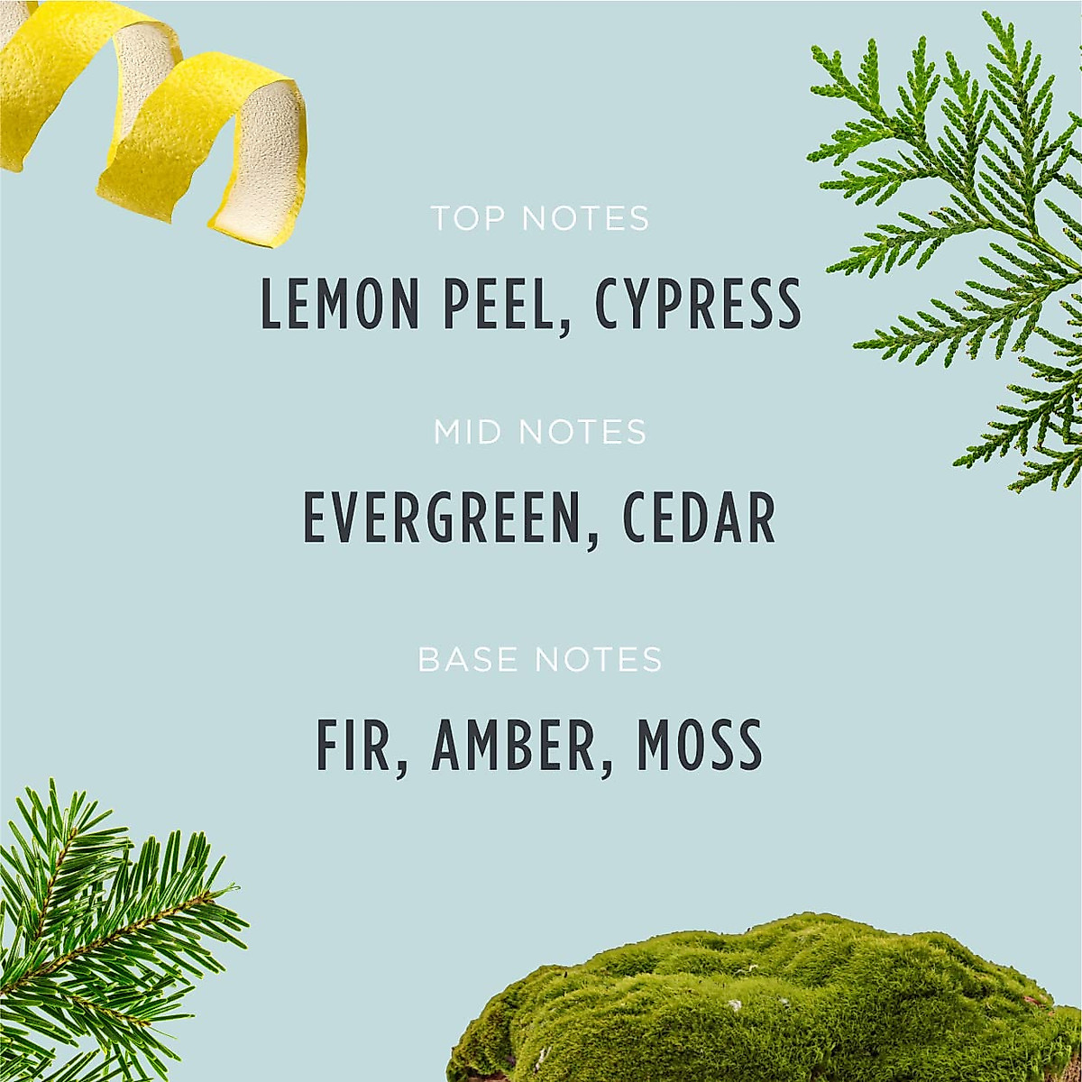 Santa's Naturals Fraser Fir Christmas Tea Light Candles (12 Count) | Authentic Pine Scent | Stocking Stuffers | Each Tea Light Burns 4+ Hours | Made in USA | Soy and Beeswax Blend with Essential Oils