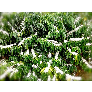 Fleur de Cafe Mountain Blossom Eau de Toilette 50 ml