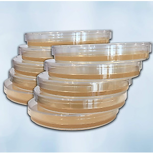 LB Agar Plates - Evviva Sciences - Prepoured Luria-Bertani Agar (LB) Petri Dishes - General Purpose Media - Top Science Kit for Science Fair Projects!