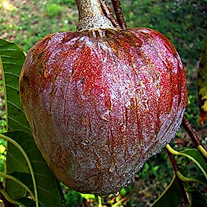 Red Custard Apple Tree Seeds Annona Reticulata Tropical Fruit Tree Delicious and Sweet Fruit Attract Bees Culinary Uses Gardens Outdoor 10Pcs Fruit Tree Seeds by YEGAOL Garden