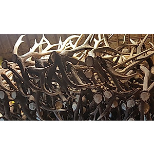 1-GIANT-JUMBO Whole Elk Antler for Dogs –XXXL All Natural premium Grade A. Antler Chew. Naturally Shed, Hand-picked, and made in the USA. NO ODOR, NO MESS. GUARANTEED SATISFACTION. For dogs 60-90+ Lbs