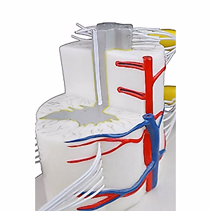 Vision Scientific VAV260 Medical Vertebral & Partial Spinal Cord|5X Life Size|Longitudinally&Cross Section Showing Grey&White Matter|Nerve Branches|Spinal Ganglion & Blood Vessels |Instruction Manual