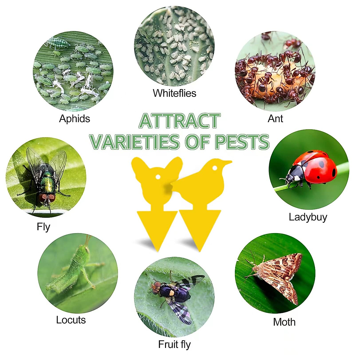 XNFUD 24 Pcs Sticky Traps for Fruit Fly,Whitefly,Fungus Gnat,Mosquito and Bug,Yellow Sticky Insect Catcher Traps for Indoor/Outdoor,Insert/Hang,Extremely Sticky Fly Trap,Non-Toxic,Odorless,2 Shapes…