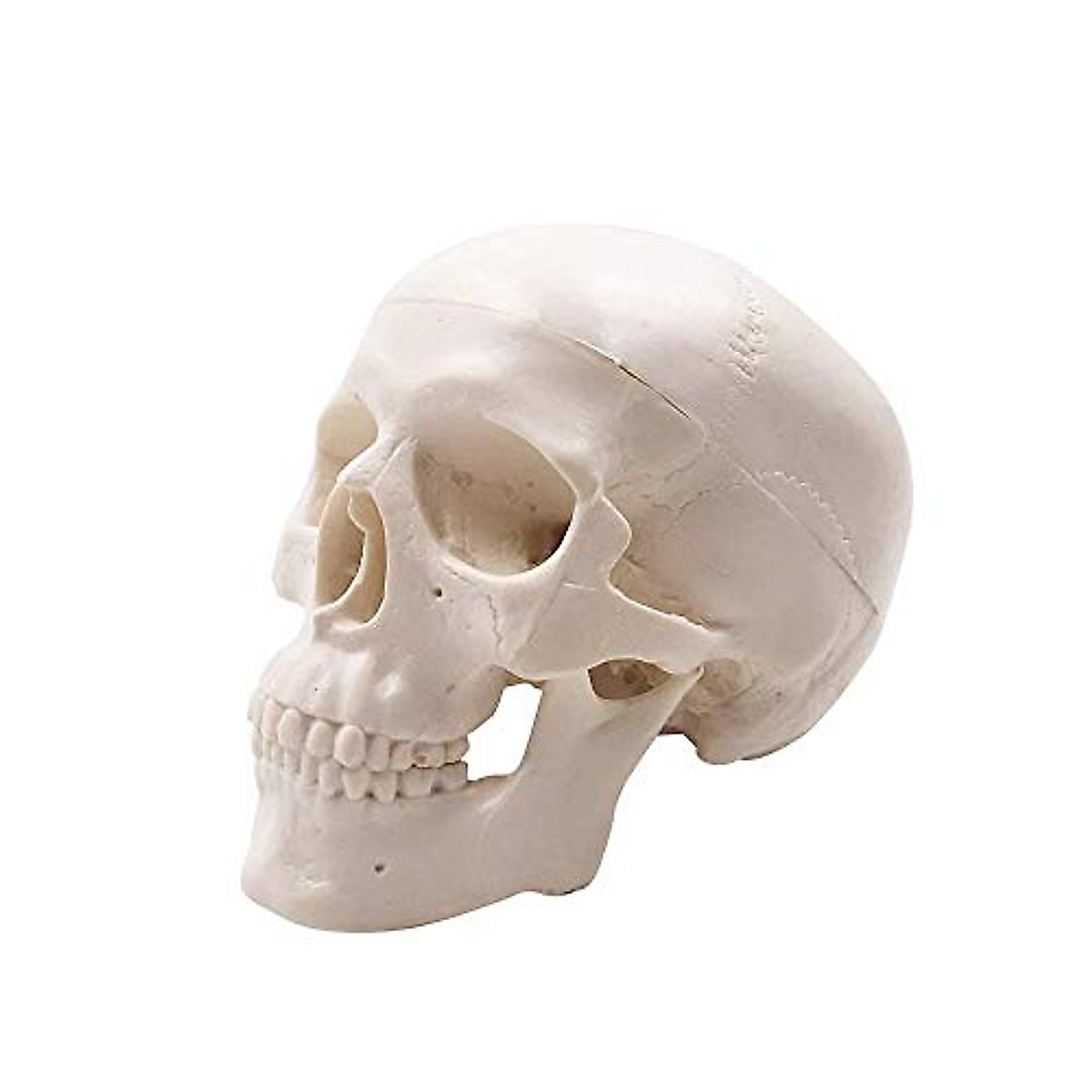 BornTo Edu Mini Skull Model - Small Size Human Medical Anatomical Adult Head Bone for Education