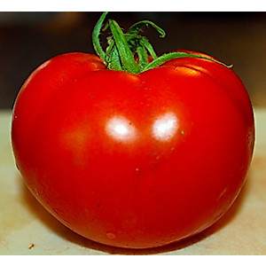 Celebrity Tomato 45 Seeds -Disease Resistant!