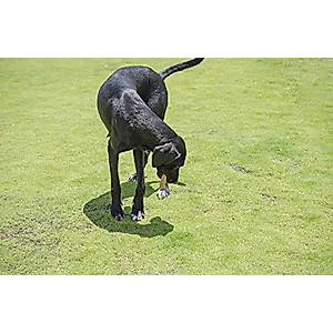 Himal Dog Treat Chew, 100% Natural Long Lasting Yak Chews. Medium