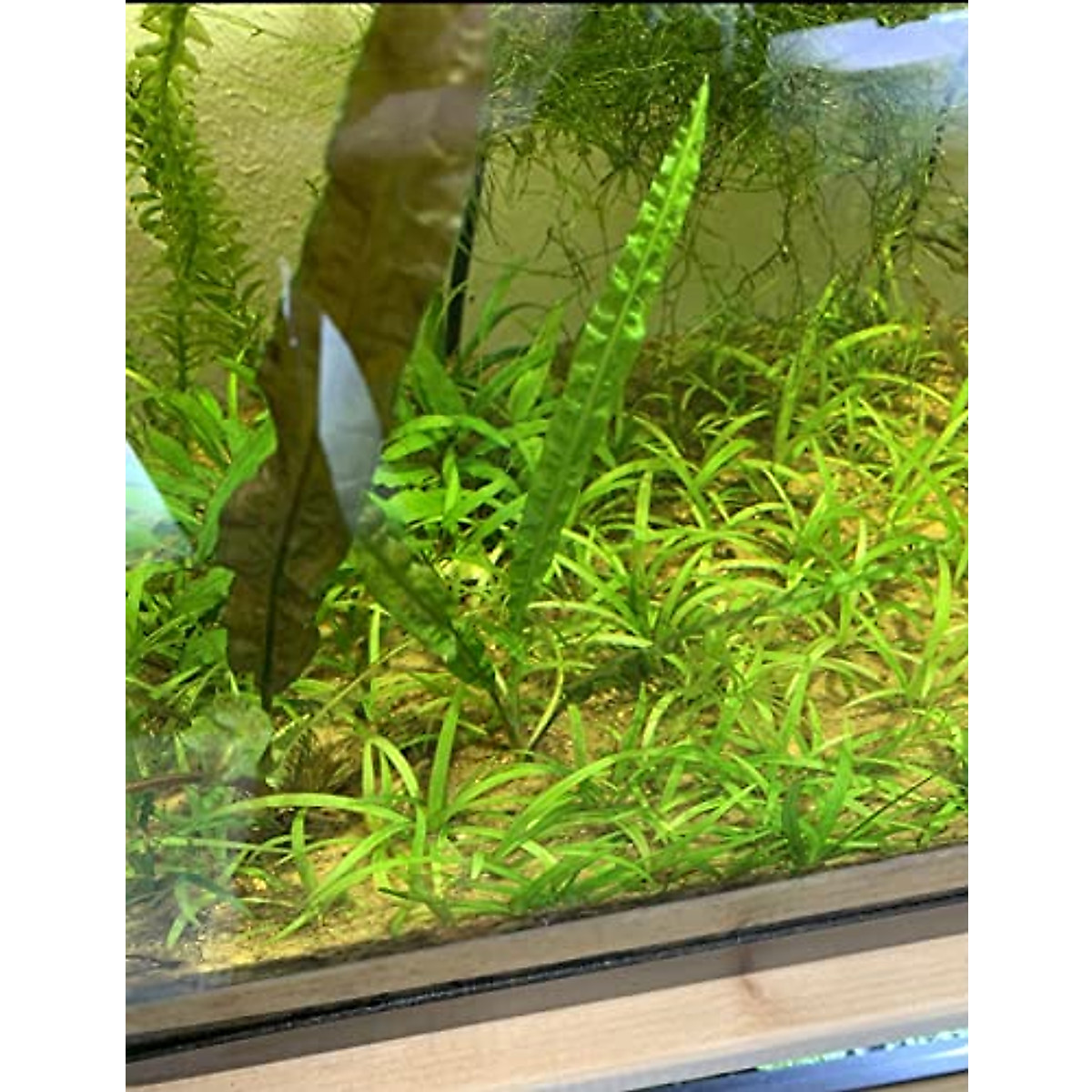 Marcus Fish Tanks - 10x Dwarf Sagittaria Subulata Live Aquarium Plant Dwarf Sag Freshwater Aquatic Carpeting Plant BUY2GET1FREE